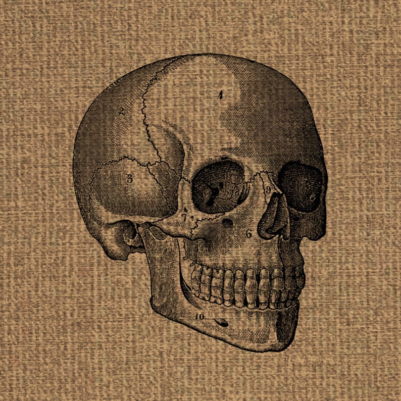 Vintage Skull Image Antique Skull Print Printable Skull Illustration ...