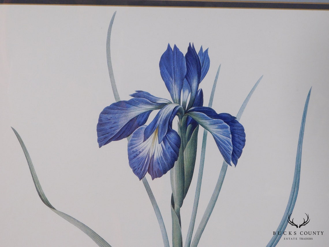 Redouté Iris Luxiana Art Print on Paper Framed | Etsy
