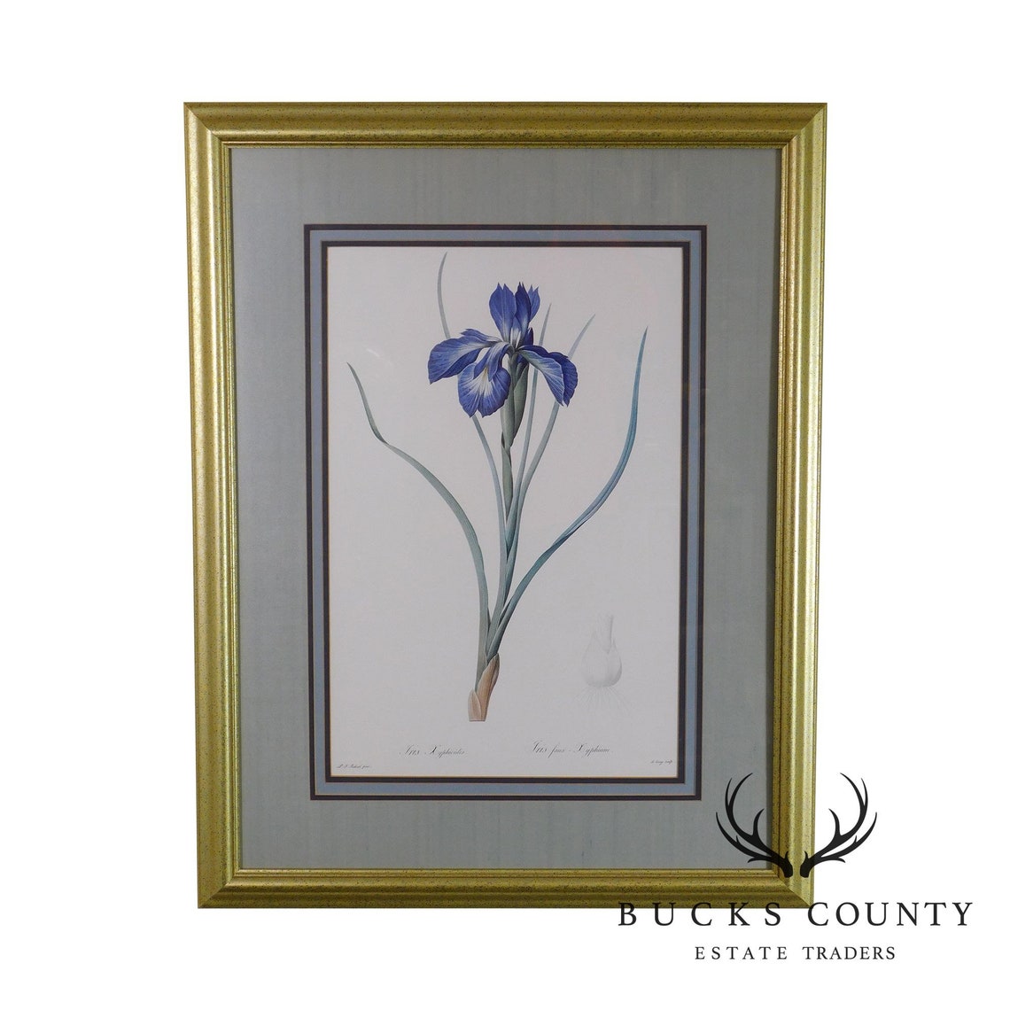 Redouté Iris Luxiana Art Print on Paper Framed | Etsy