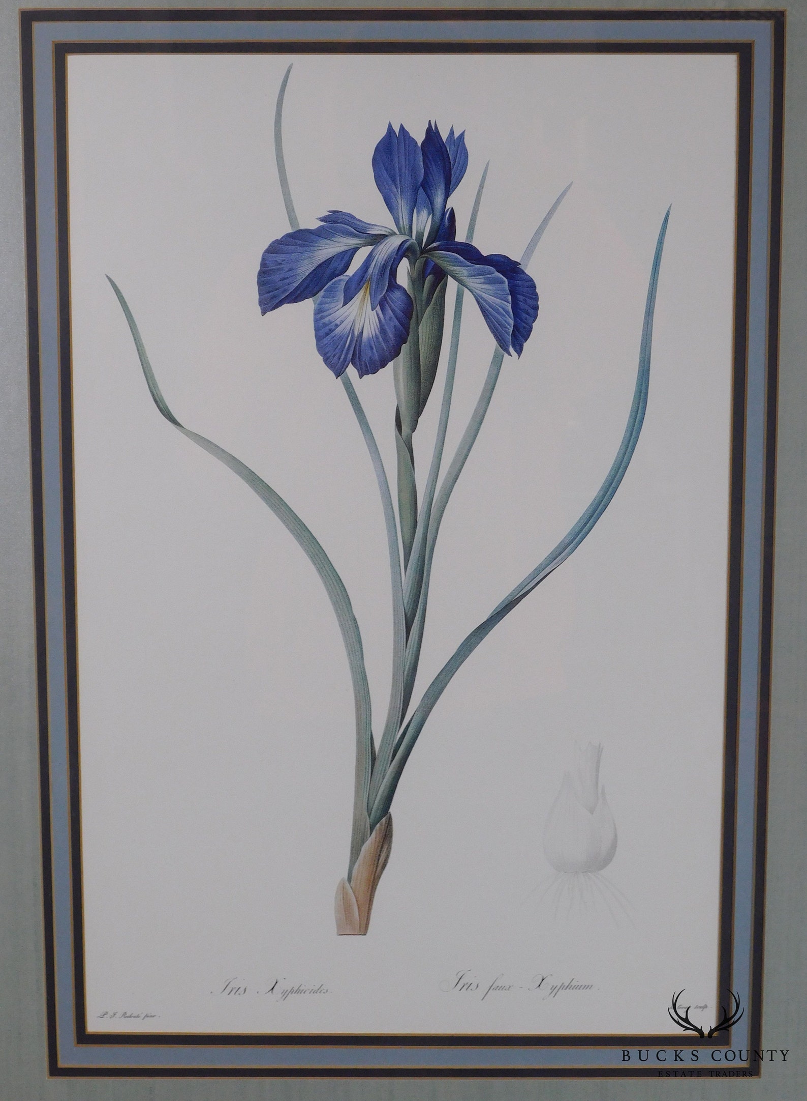 Redouté Iris Luxiana Art Print on Paper Framed | Etsy