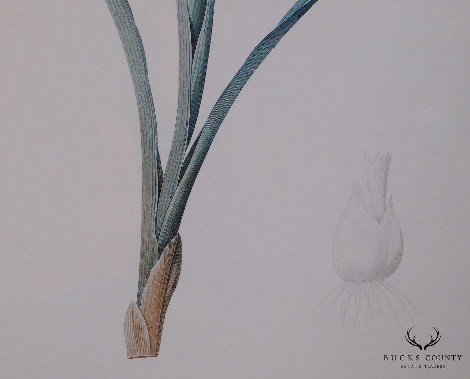 Redouté Iris Luxiana Art Print on Paper Framed | Etsy