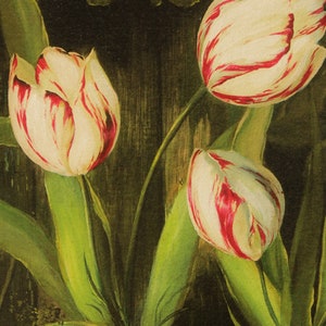Vintage Dutch Style Tulip Fine Art Print - Etsy