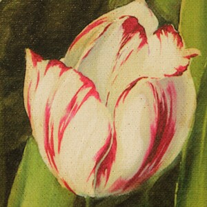 Vintage Dutch Style Tulip Fine Art Print - Etsy