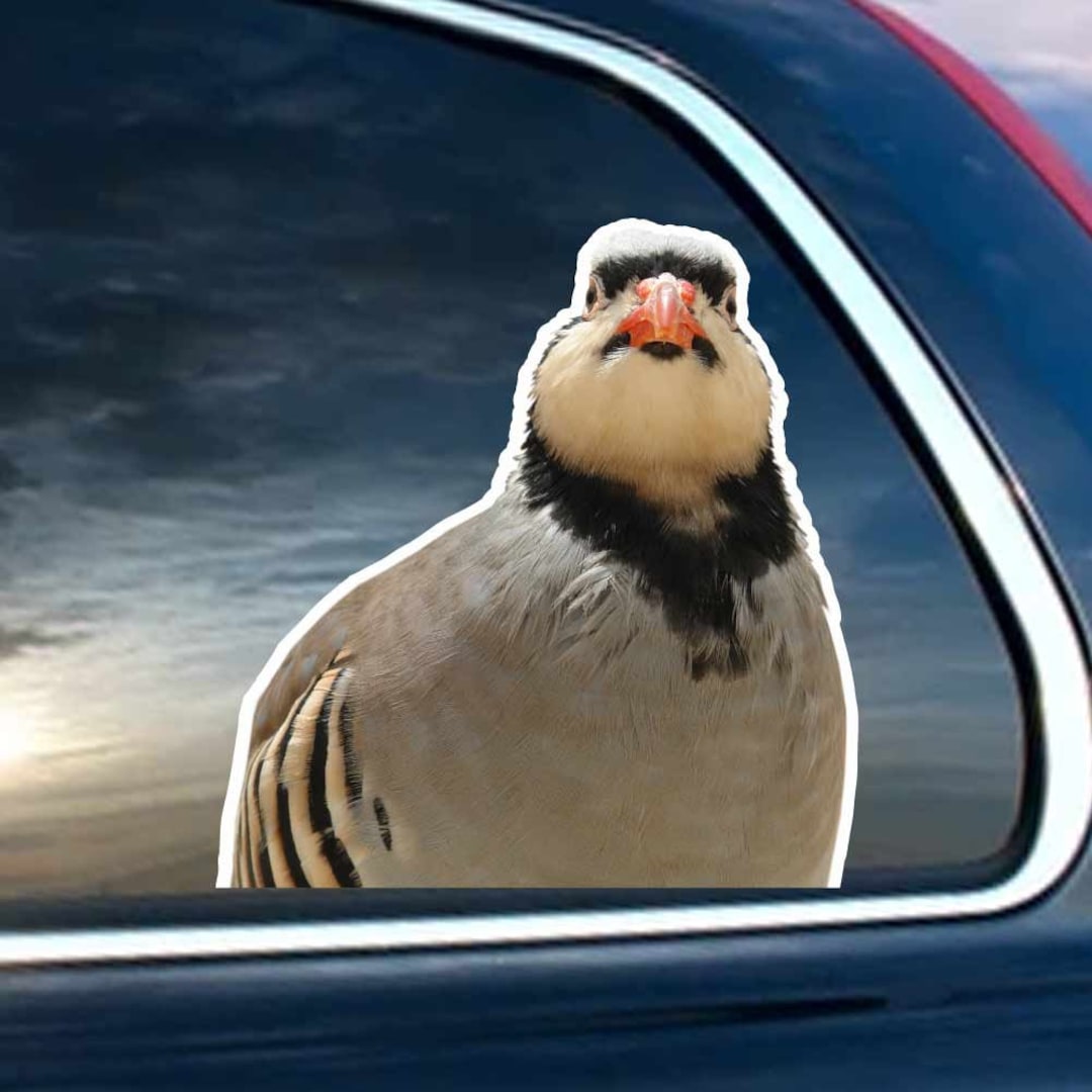 Chukar Partridge Staring - Vinyl Decal for Laptop, Windows, Glass and ...