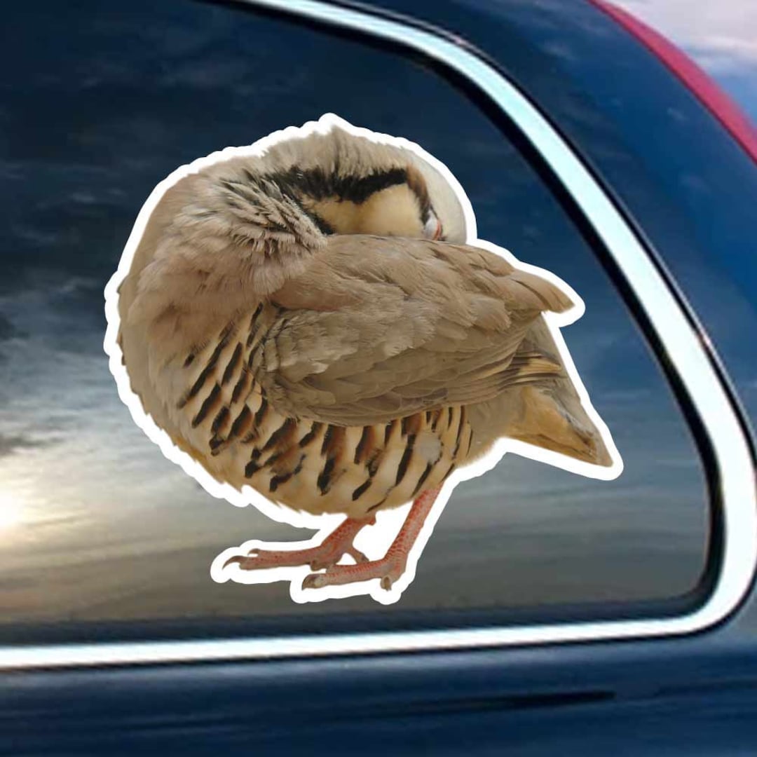 Chukar Partridge Sleeping - Vinyl Decal for Laptop, Windows, Glass and ...