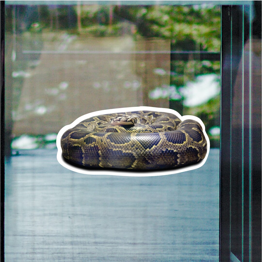 Ball Python Coil Vinyl Static Full Color Cling - Etsy