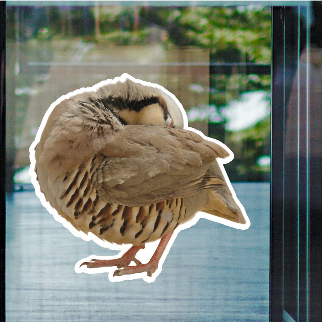 Chukar Partridge Sleep - Vinyl Static Full Color Cling - Etsy