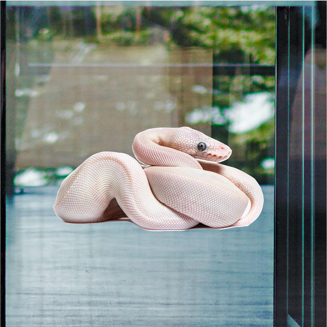 Leucistic Ball Python - Vinyl Static Full Color Cling - Etsy