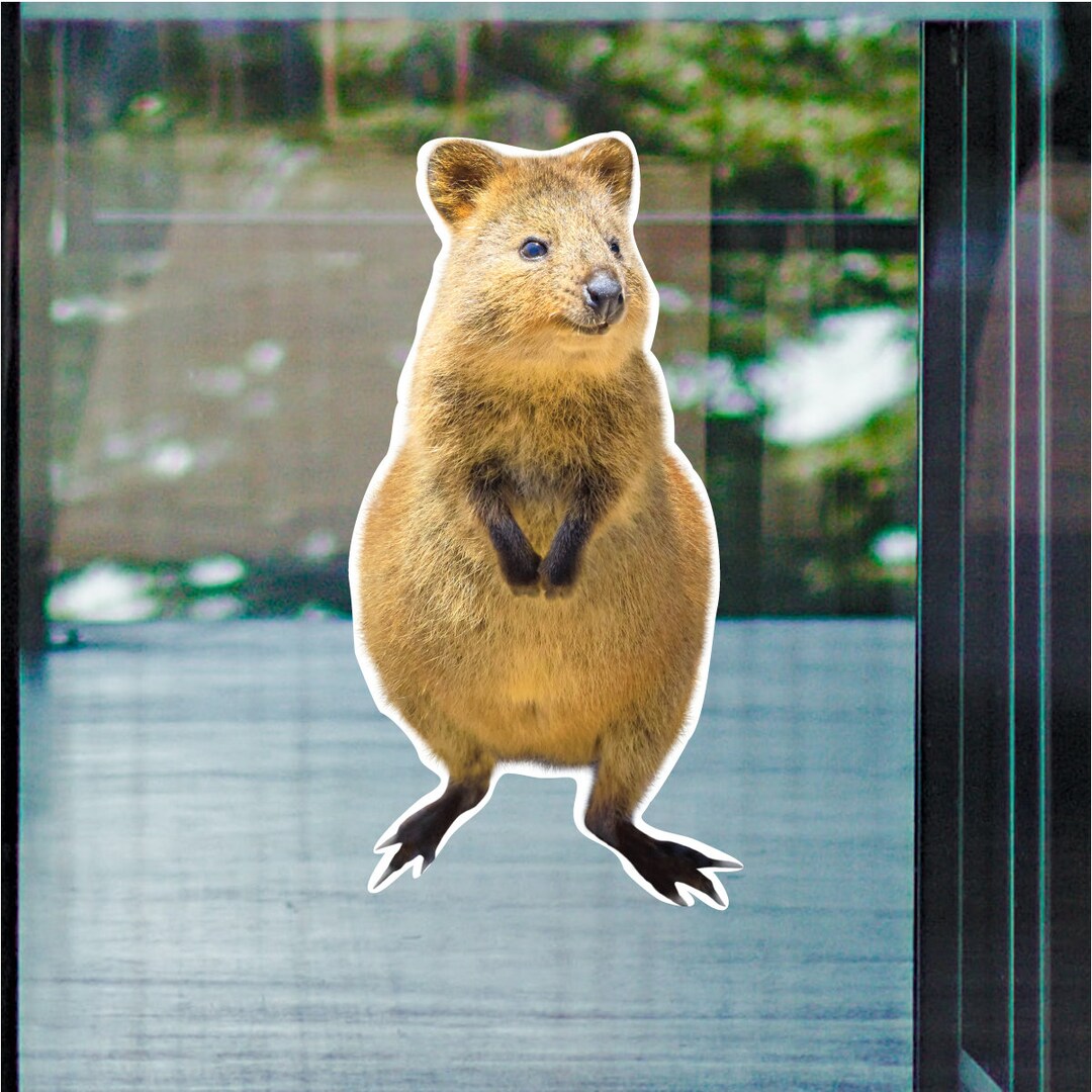 Quokka - Vinyl Static Full Color Cling - Etsy