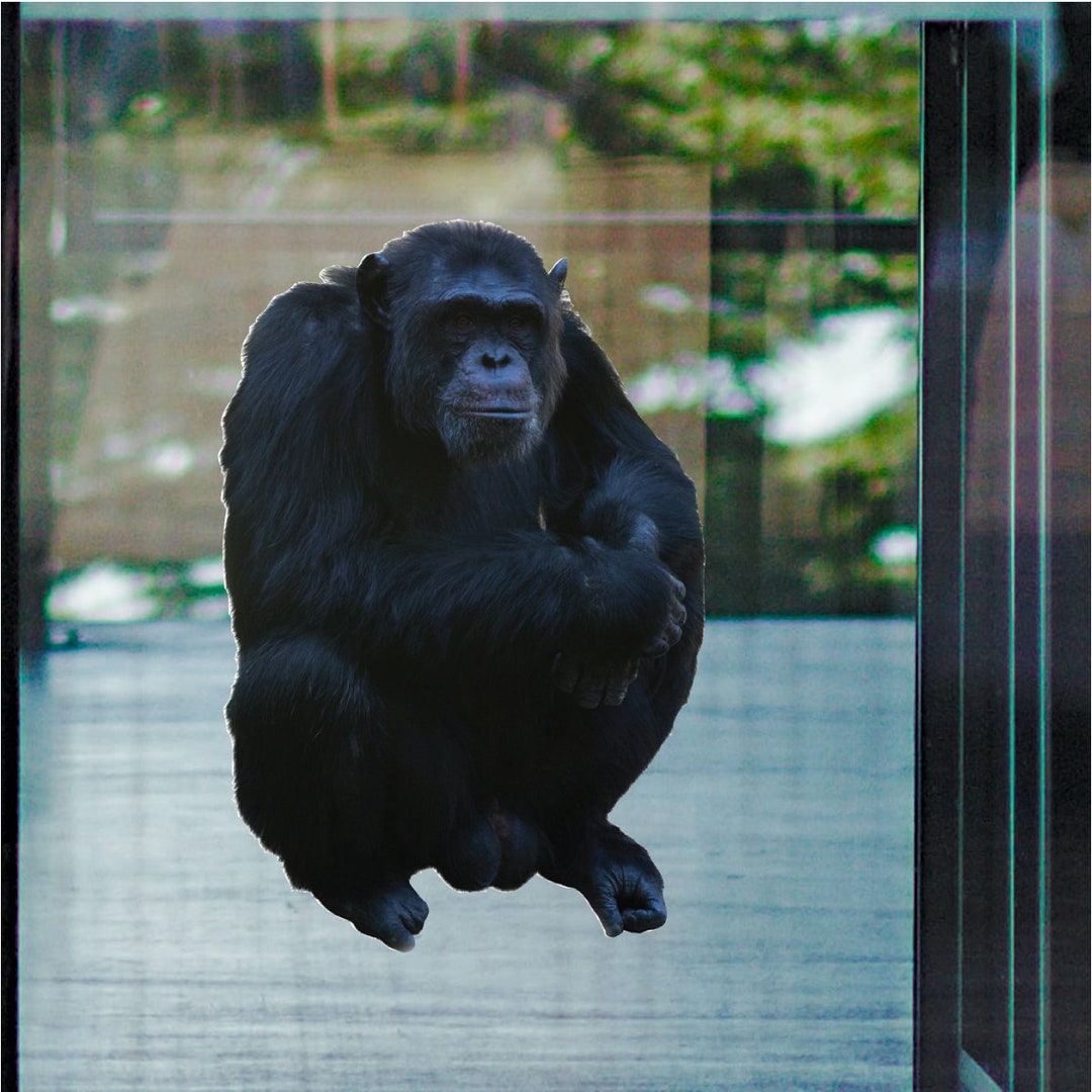 Chimpanzee - Vinyl Static Full Color Cling - Etsy