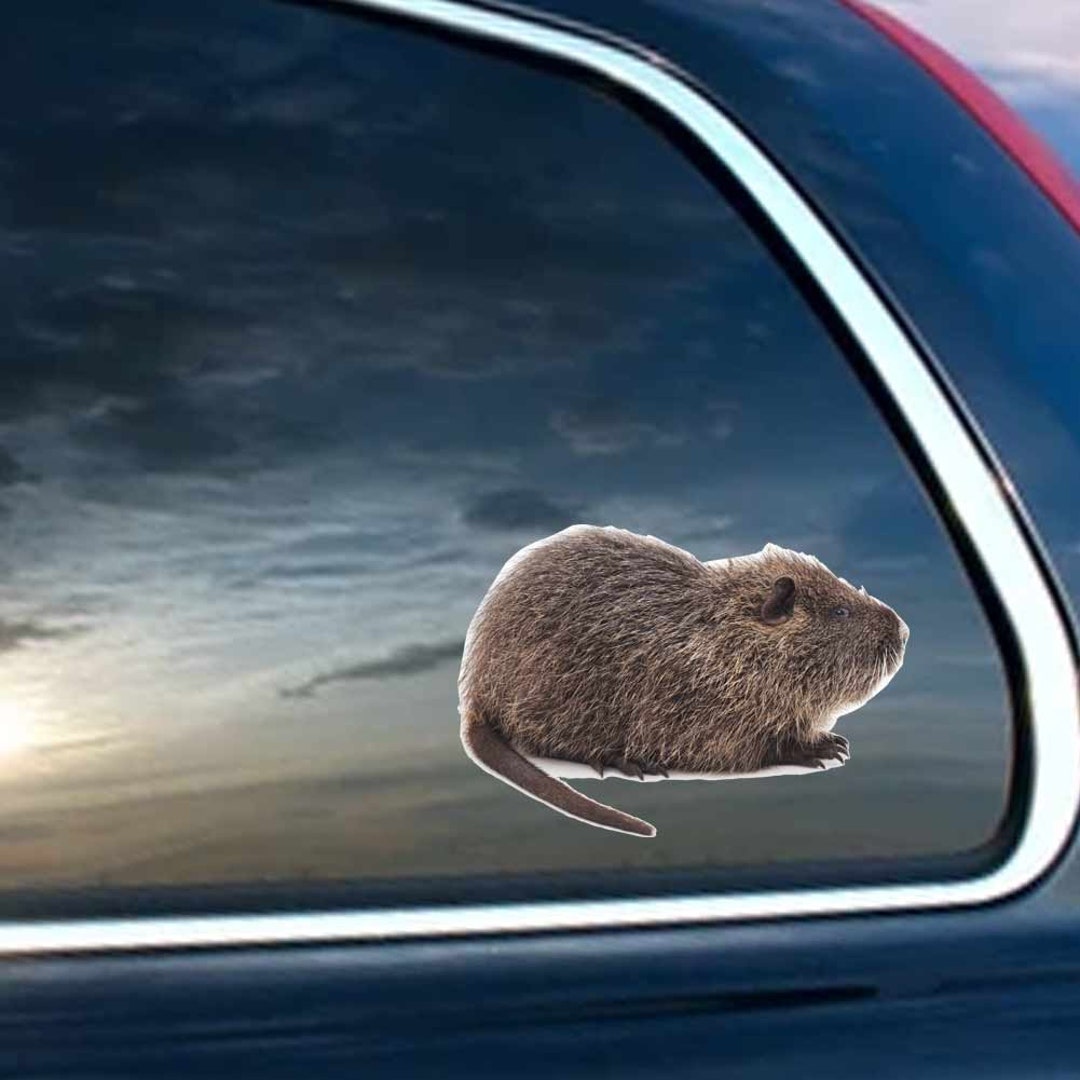 Muskrat - Vinyl Decal for Laptop, Windows, Glass and Cars Sticker - Etsy