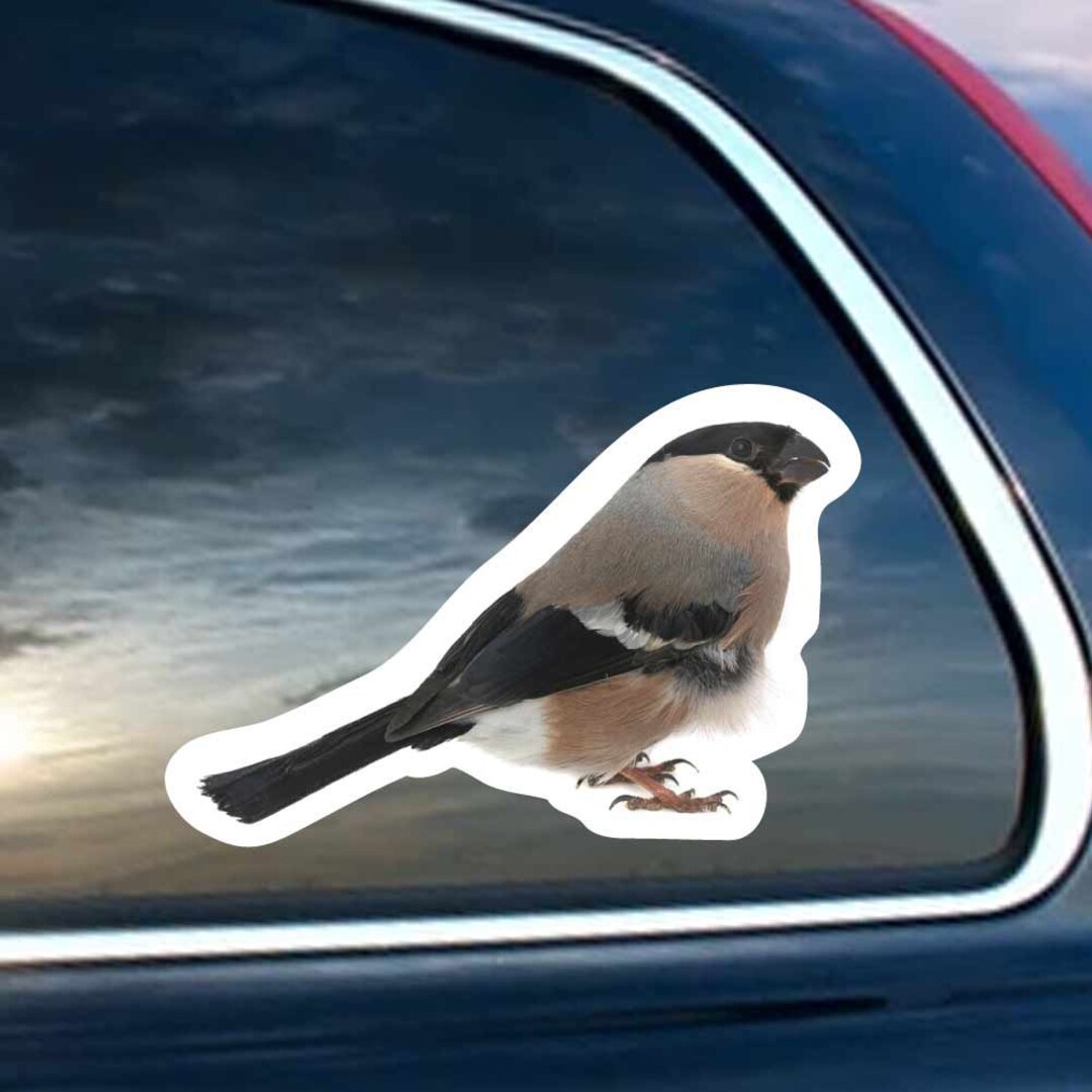 Eurasian Bull Finch Female - Vinyl Decal for Laptop, Windows, Glass and ...
