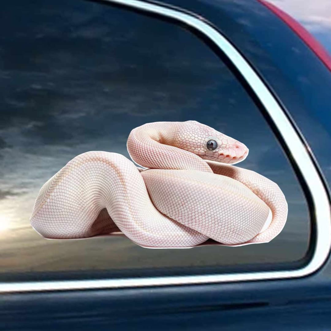 Leucistic Ball Boa- Vinyl Decal for Laptop, Windows, Glass and Cars ...
