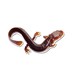 Brown Salamander Vinyl Decal for Laptop, Windows, Glass and Cars ...