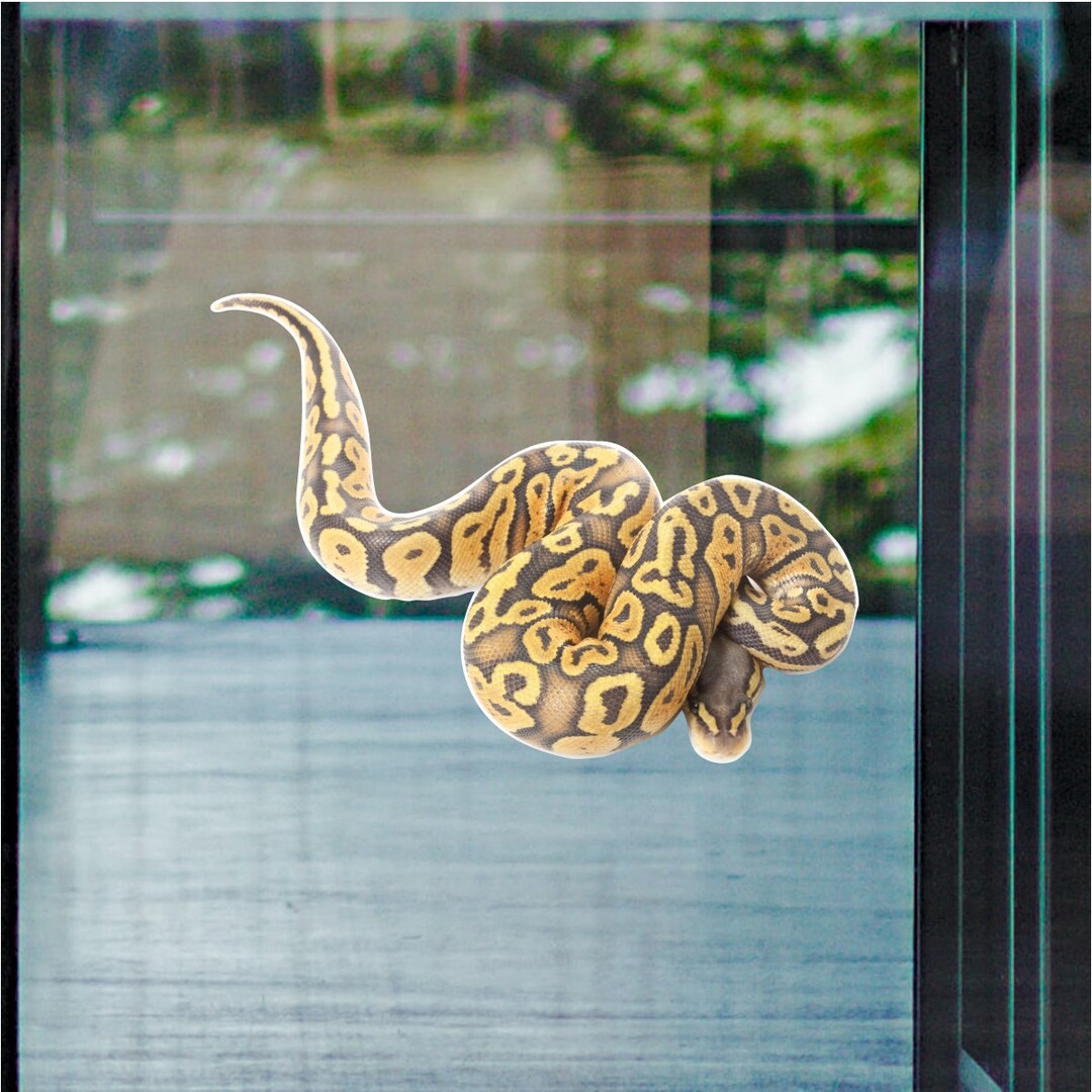 Ghost Ball Python - Vinyl Static Full Color Cling - Etsy