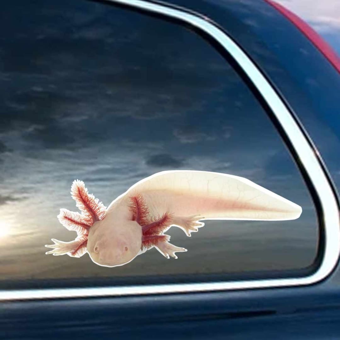Axolotl - Vinyl Decal for Laptop, Windows, Glass and Cars Sticker - Etsy