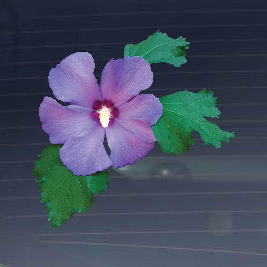Rose of Sharon Flower Purple Full Color - Vinyl Decal for Car, Macbook ...