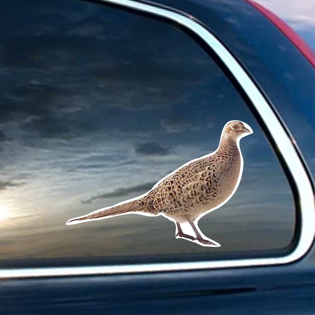 Female Quail Strutting - Vinyl Decal for Laptop, Windows, Glass and ...