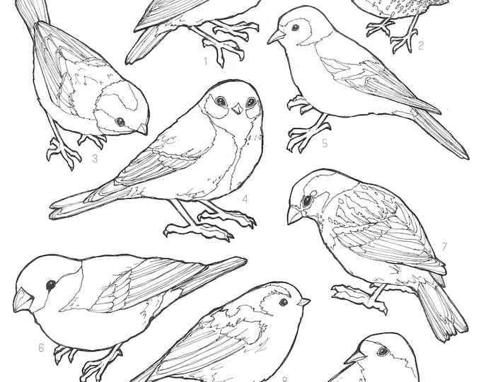Small Garden Birds UK Colouring Page digital Download, Print at Home - Etsy
