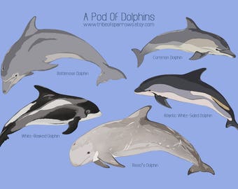 Dolphin print | Etsy