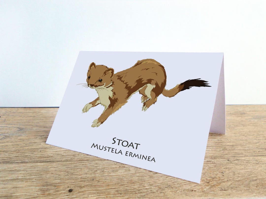 Stoat Card - Etsy