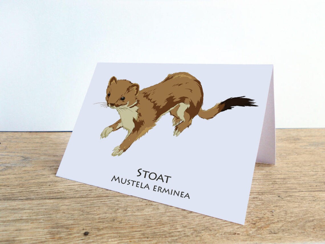 Stoat Card - Etsy