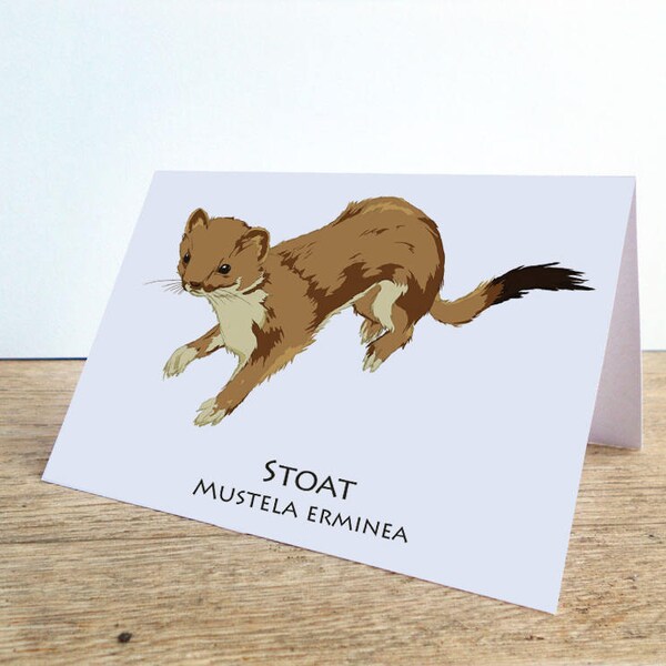 Stoat - Etsy UK