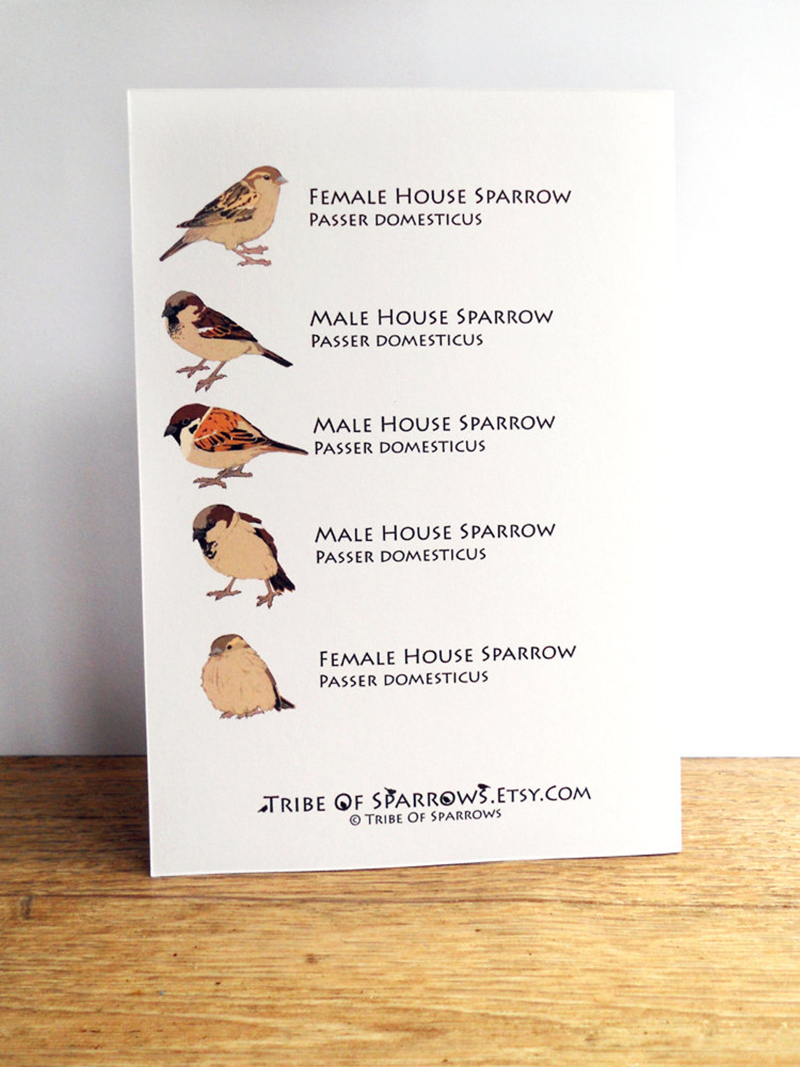 Tribe of Sparrows Card - Etsy