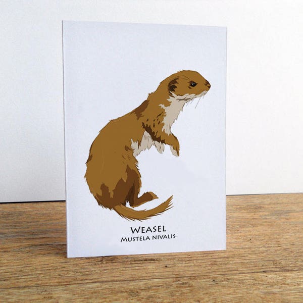 Weasel Greeting Card - Etsy