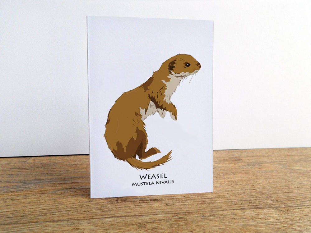Weasel Card - Etsy