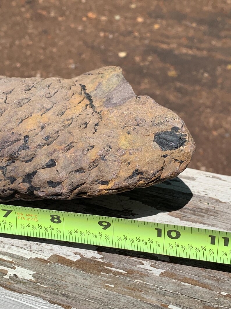 RARE With COAL Stigmaria Fossil Root of Extinct Treelike Plant Lycopod ...