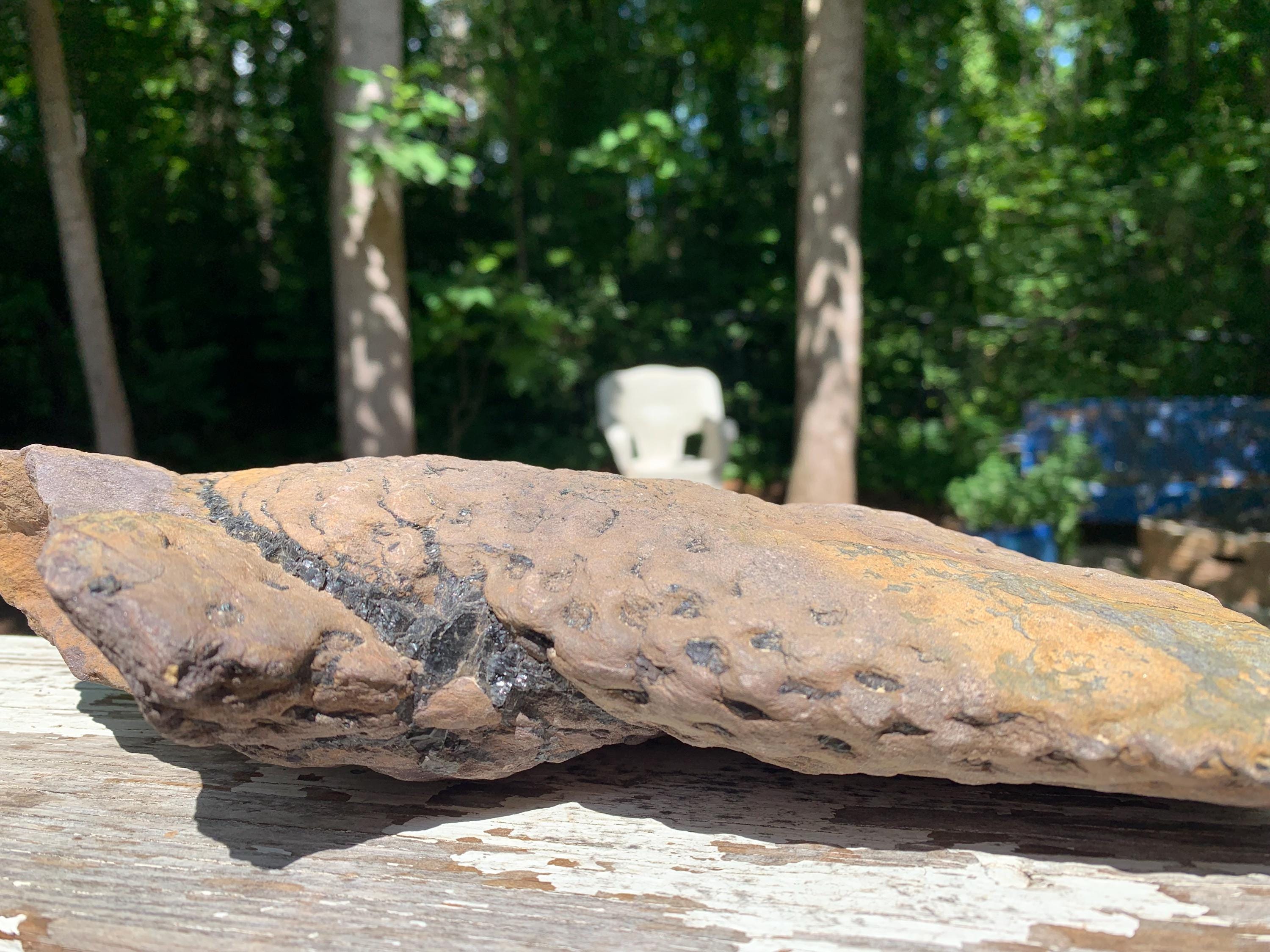 RARE With COAL Stigmaria Fossil Root of Extinct Treelike Plant Lycopod ...