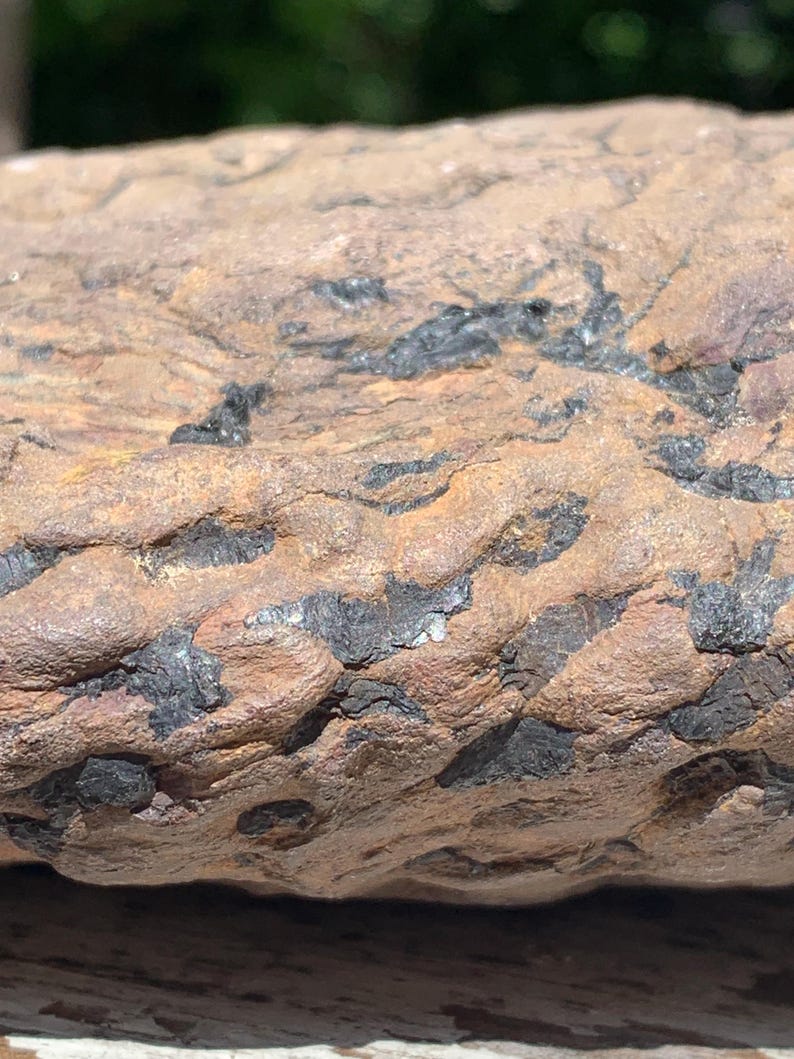 RARE With COAL Stigmaria Fossil Root of Extinct Treelike Plant Lycopod ...
