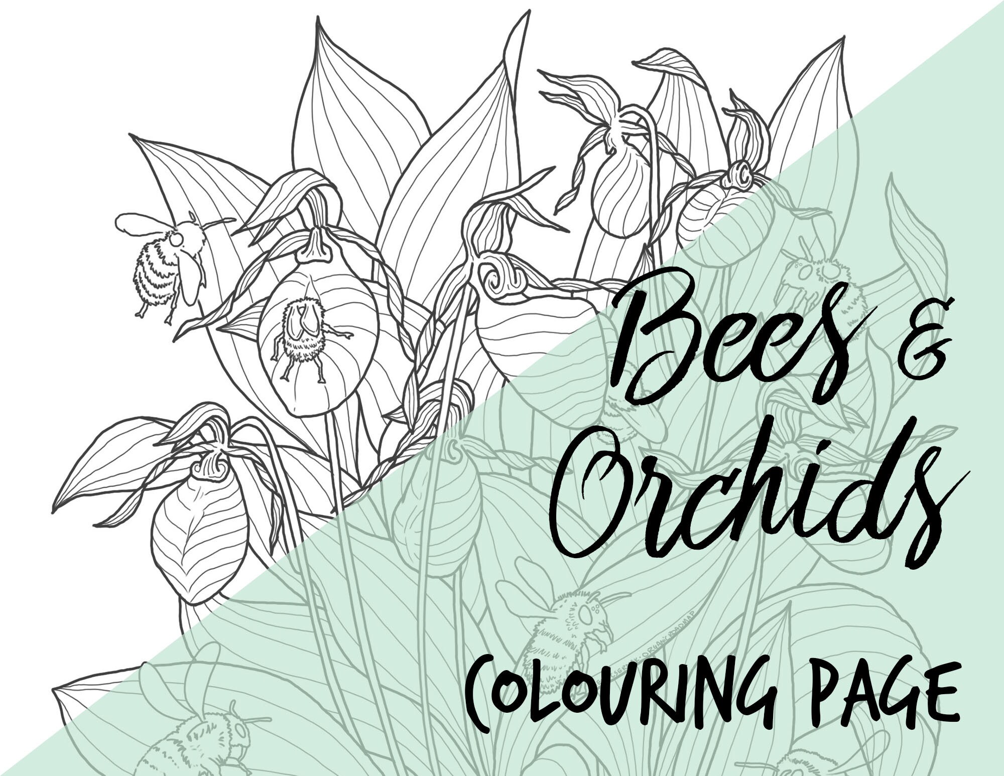 Bees on Orchids - a Hand Drawn Illustration Turned Colouring Page for ...
