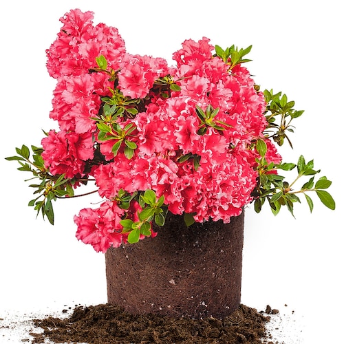Fashion Azalea Plant Fasion Azalea Bush | Etsy