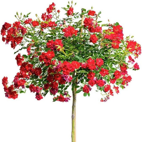 Rose Tree - Etsy