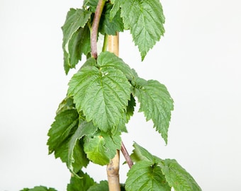 Caroline Raspberry Plants Rubus Idaeus Red Everbearing Raspberry Bush ...