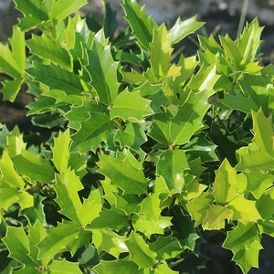 Oak Leaf ™ Holly: Ilex Hybrid 'conaf', Food for Wildlife, Fast Growing ...