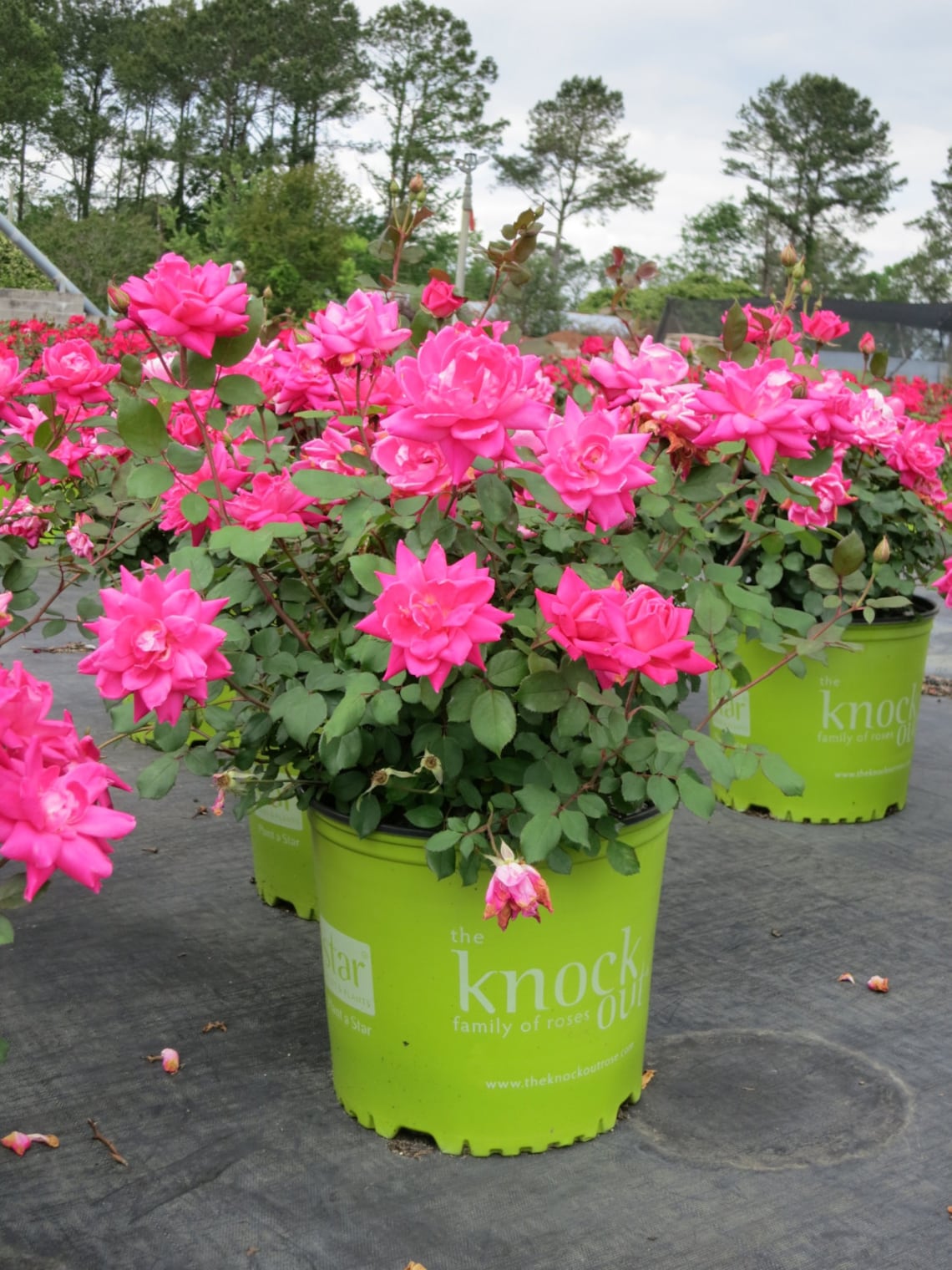 Pink Double Knock Out® Rose Bush Large Bubblegum Pink - Etsy