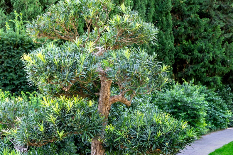 Podocarpus Pringles Dwarf: Podocarpus macrophyllus | Etsy