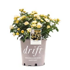 Lemon Drift® Rose Bush: Rosa X 'novarospop', Yellow Flower, Disease ...