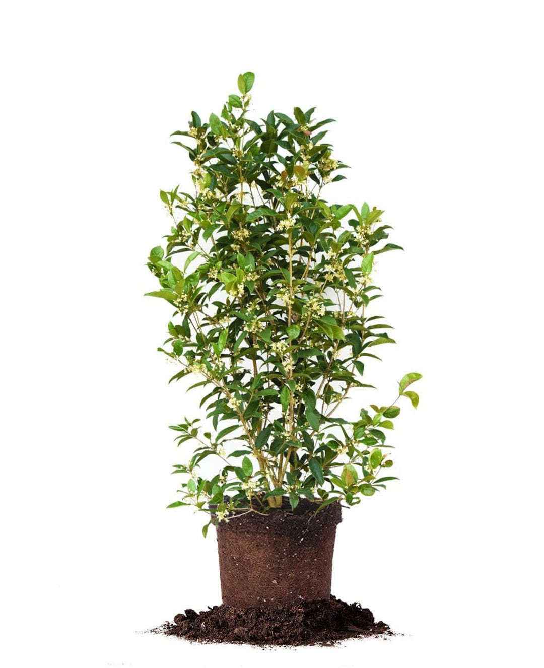 Tea Olive Shrub: Osmanthus Fragrans, Sweet Tea Olive Plant, Fragrant ...