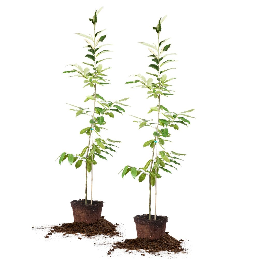 Hybrid American Chestnut Tree: Castanea Dentata X Mollissima 'dunstan ...