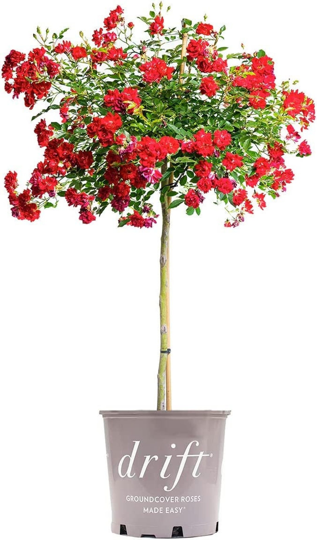 Perfect Plants Red Drift Rose Tree 3-4 Feet | Live Trees Outdoor ...