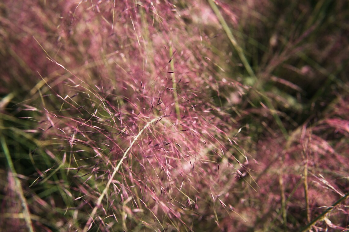 Dwarf Pink Muhly Grass: Muhlenbergia Capillaris 'cotton | Etsy