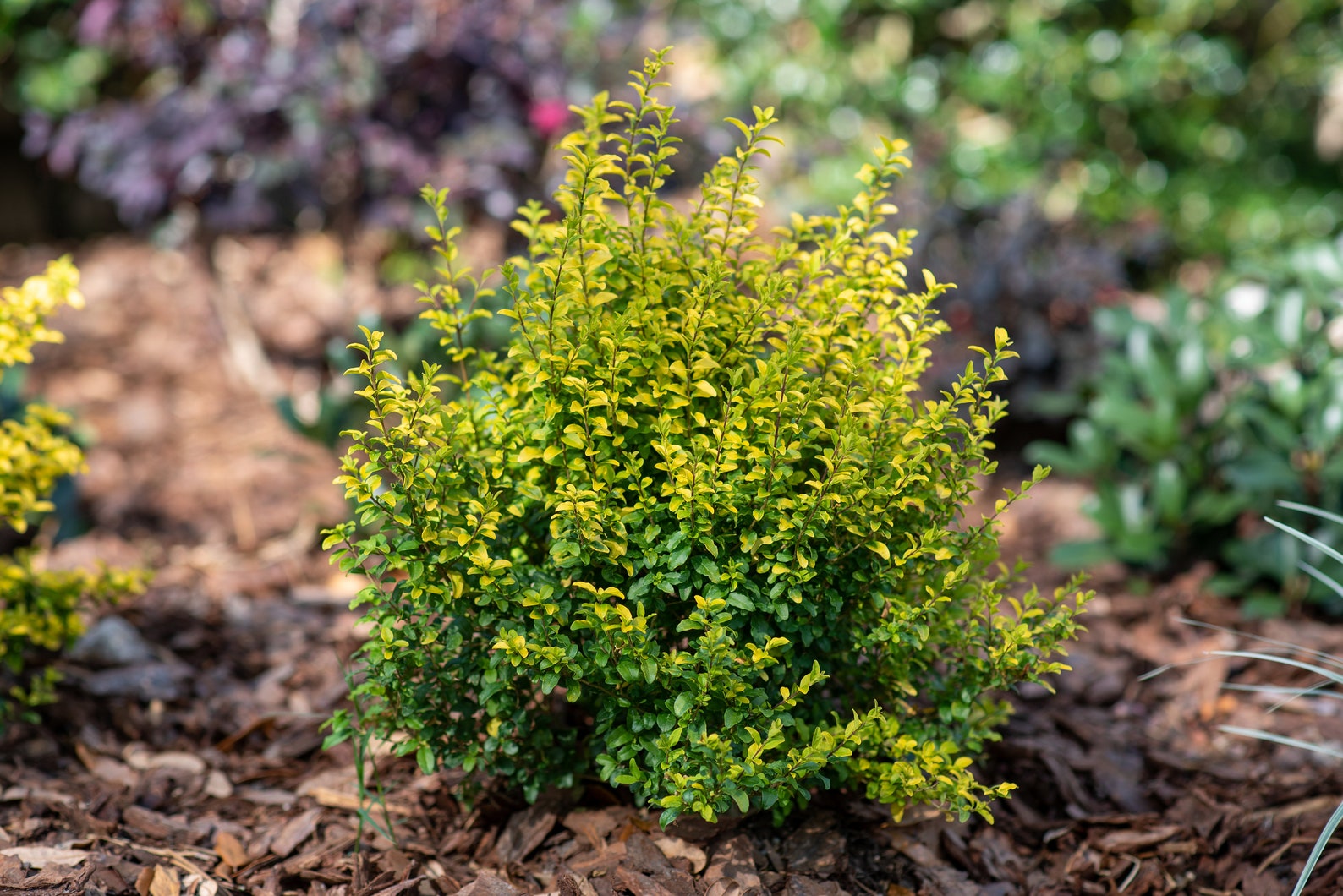 Sunshine Ligustrum Shrub: Ligustrum Sinense - Etsy