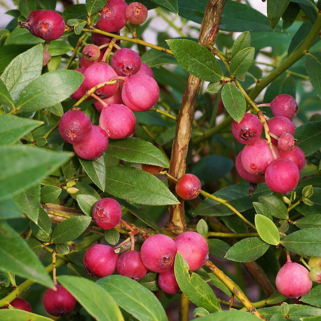 Pink Lemonade Blueberry Bush: Cold Hardy Blueberry, Heat Tolerant - Etsy