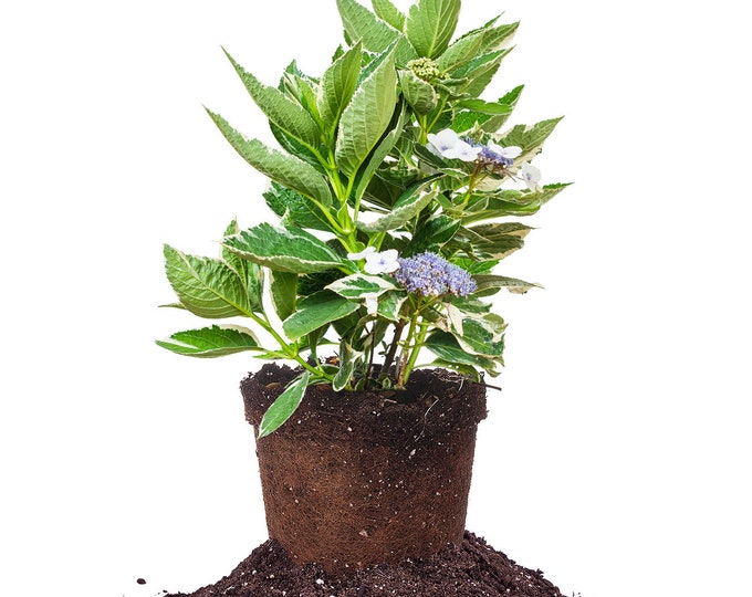 Hydrangea Paniculata Chantilly Lace Flowering Shrub Live Plant - Etsy