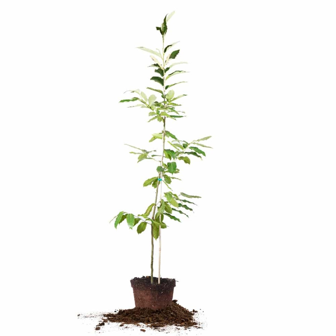 Hybrid American Chestnut Tree: Castanea Dentata X Mollissima 'dunstan ...