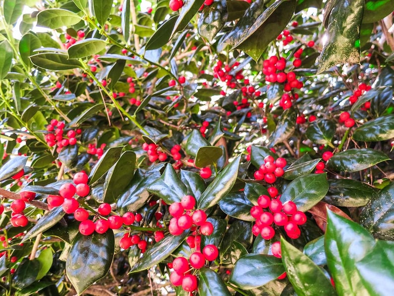 Dwarf Burford Holly: Ilex Cornuta 'burfordii Nana' - Etsy